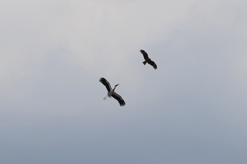 今週のコウノトリ（2024/5/30～6/2）: pop trip Blog 2