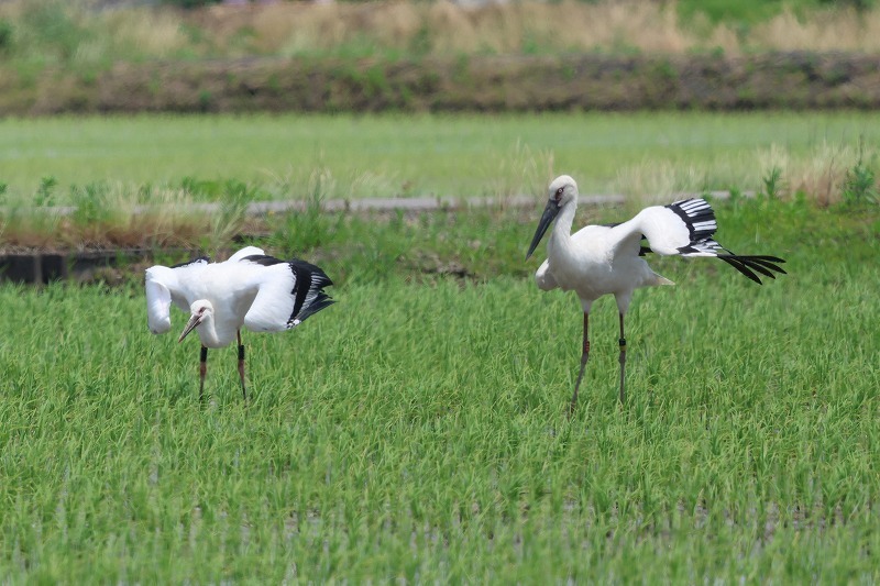 今週のコウノトリ（2024/5/30～6/2）: pop trip Blog 2