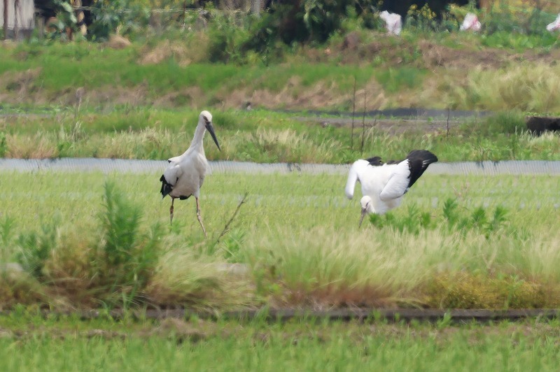 今週のコウノトリ（2024/5/30～6/2）: pop trip Blog 2