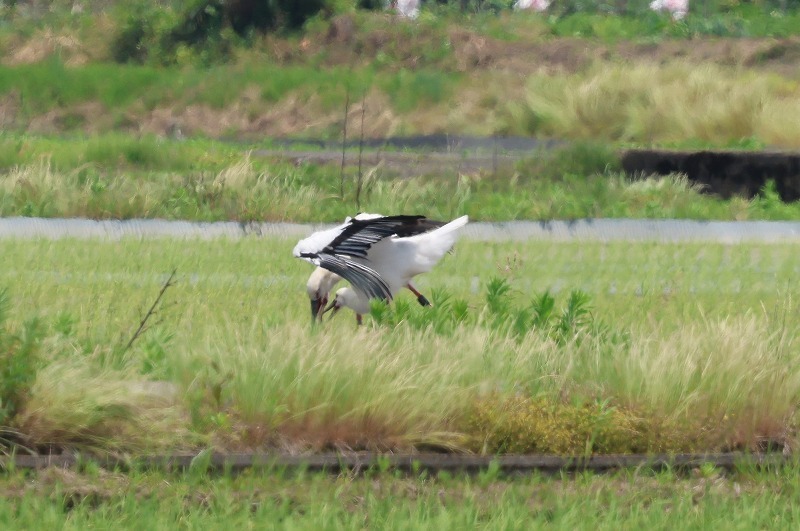 今週のコウノトリ（2024/5/30～6/2）: pop trip Blog 2