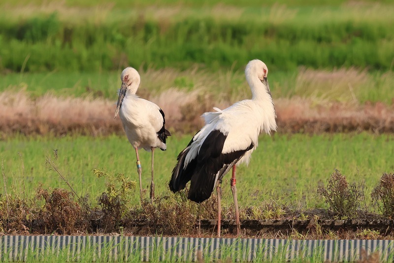 今週の鯖江のコウノトリ（6/7～6/10）: pop trip Blog 2