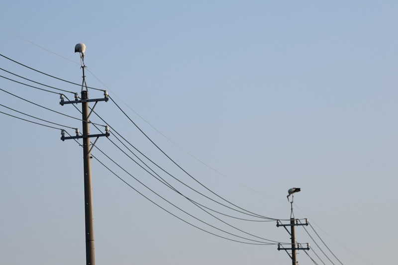 今週の鯖江のコウノトリ（6/7～6/10）: pop trip Blog 2