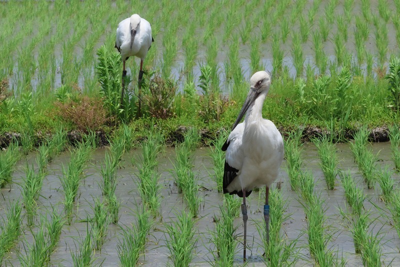 今週の鯖江のコウノトリ（6/7～6/10）: pop trip Blog 2