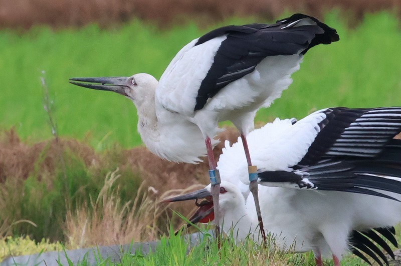 今週の鯖江のコウノトリ（6/7～6/10）: pop trip Blog 2