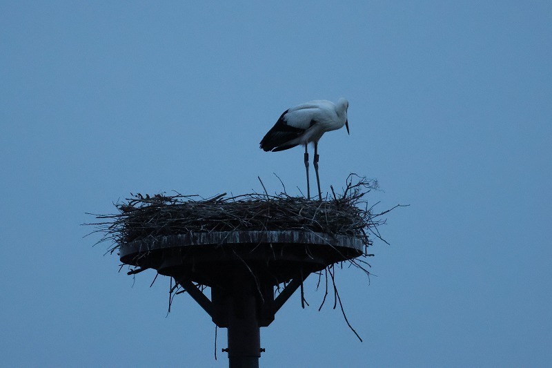 今週の鯖江のコウノトリ（6/7～6/10）: pop trip Blog 2