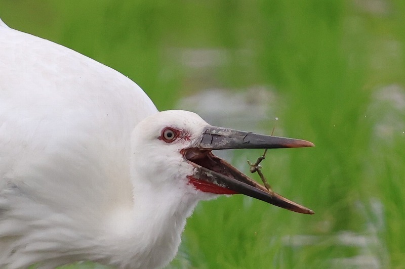 今週の鯖江のコウノトリ（6/7～6/10）: pop trip Blog 2