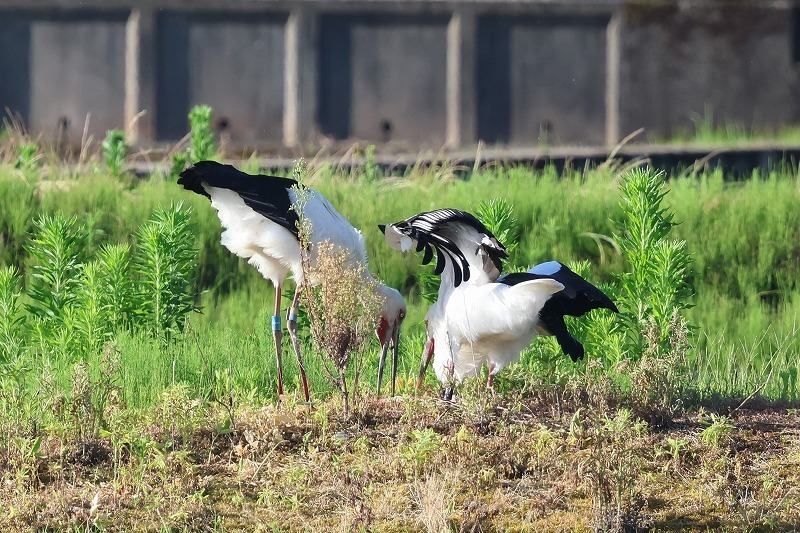 今週の鯖江のコウノトリ（6/7～6/10）: pop trip Blog 2