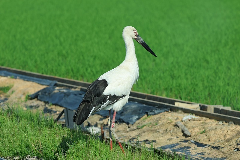 今週のコウノトリ（6/14～16）: pop trip Blog 2