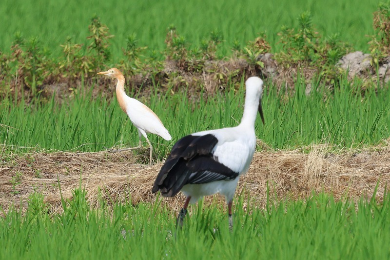 今週のコウノトリ（6/14～16）: pop trip Blog 2