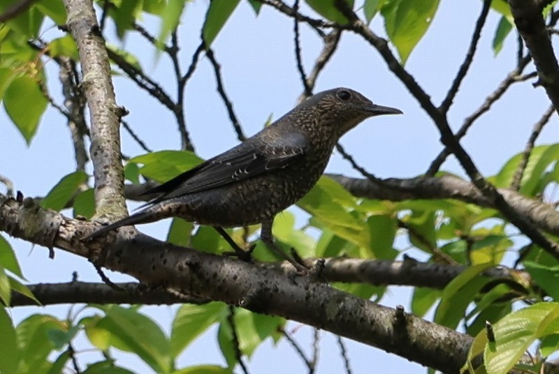 popさんの野鳥写真 #53: pop trip Blog 2