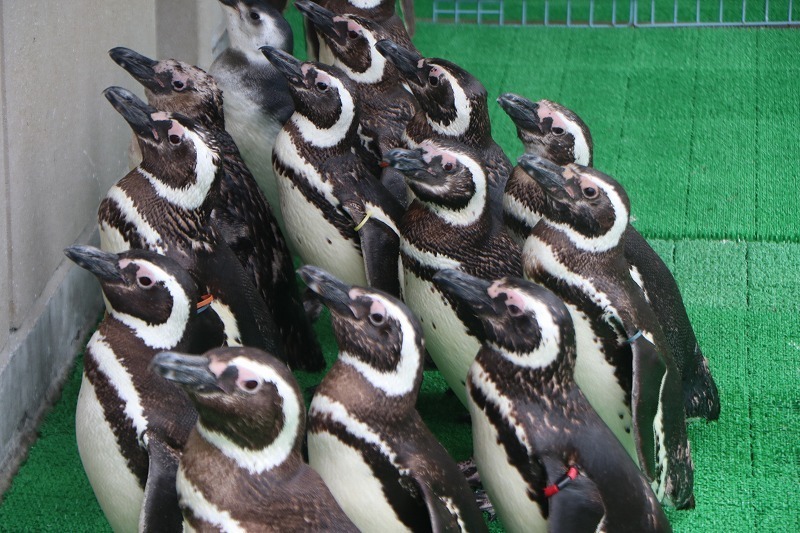 台風前のいしかわ動物園: pop trip Blog 2