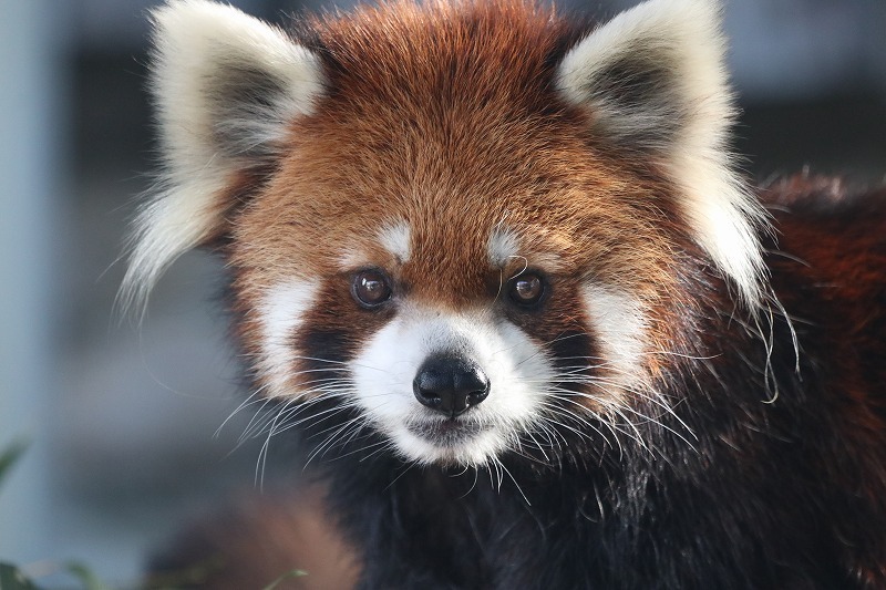 王子動物園に行ってきました: pop trip Blog 2