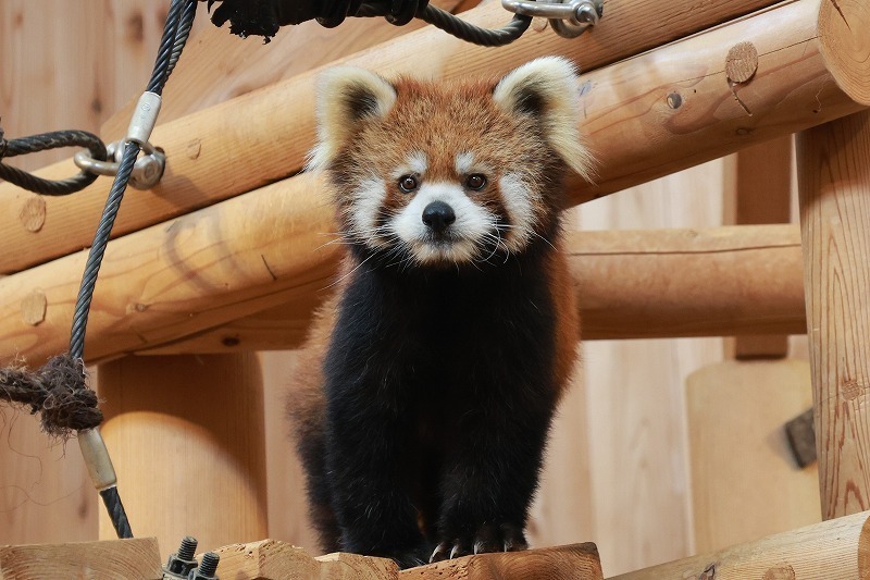 今週のレサパン #166 キラリが亡くなりました: pop trip Blog 2