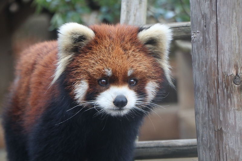 今週のレサパン#57 カイトとかえで元気です: pop trip Blog 2